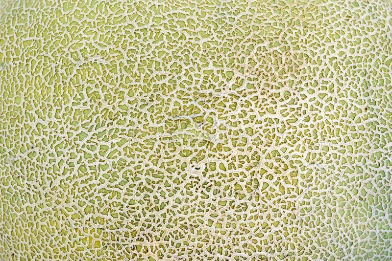 730 Musk Texture Stock Photos - Free & Royalty-Free Stock Photos from ...