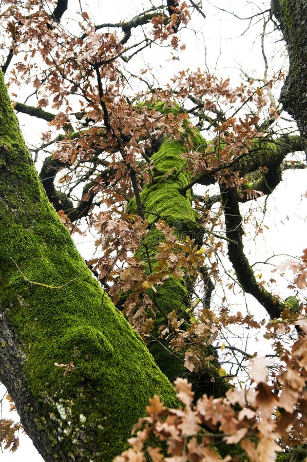 Musk Oak Tree in an Autumn Day Stock Photo - Image of white, trunk ...