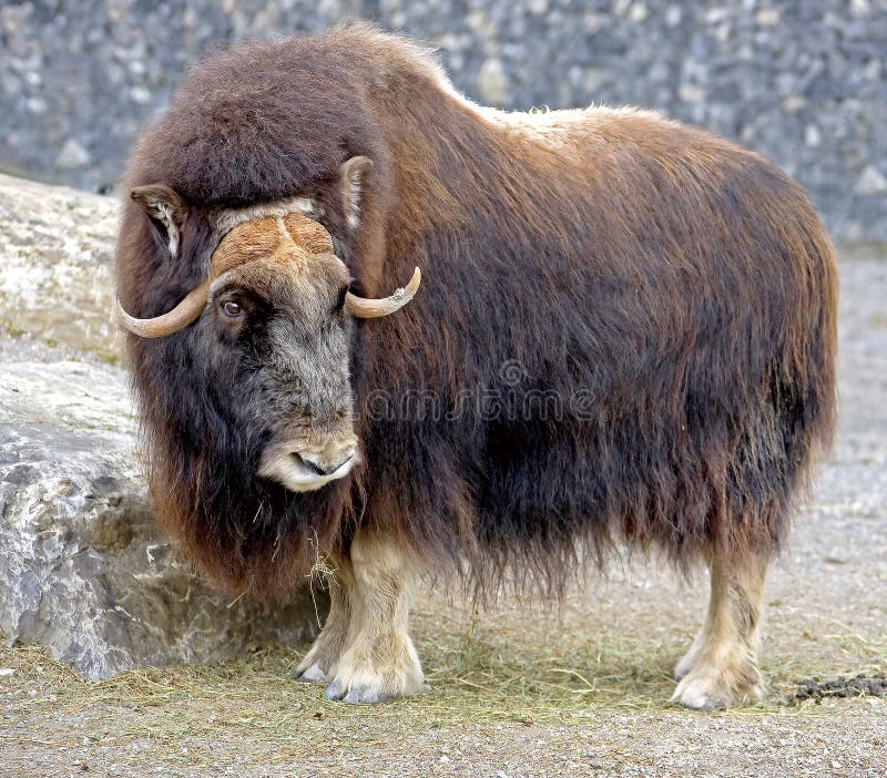 Giant musk ox stock image. Image of mammal, angry, outdoors - 12152303