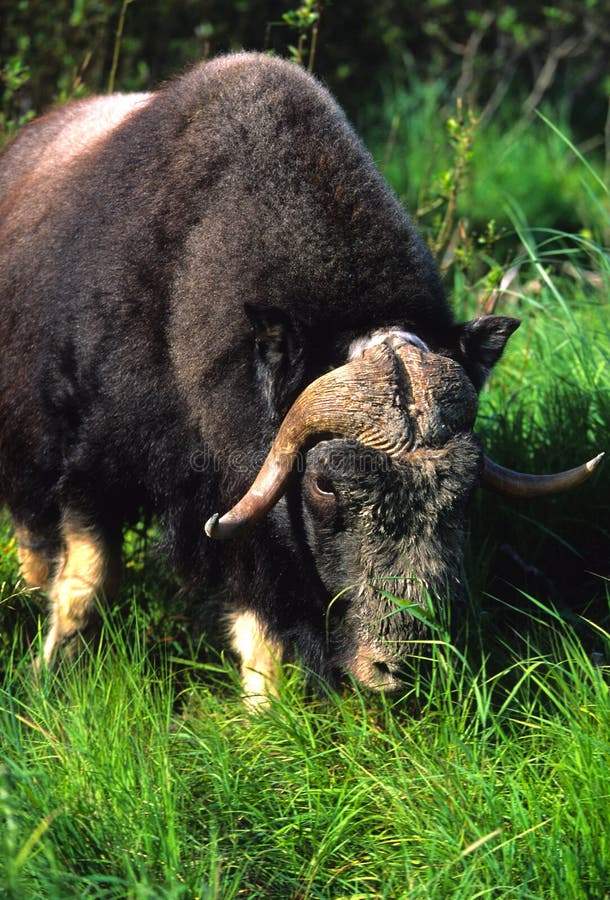 Furry Musk Ox Hiding In Bushes, Near Kangerlusuaq Village, Green Stock ...