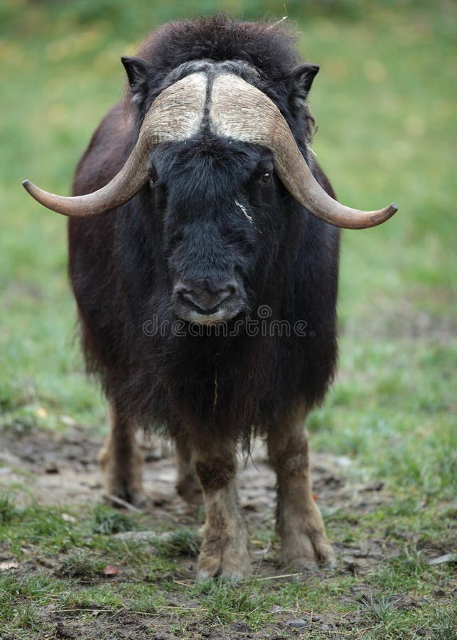 Musk ox stock image. Image of defense, mishmi, horns - 12082489