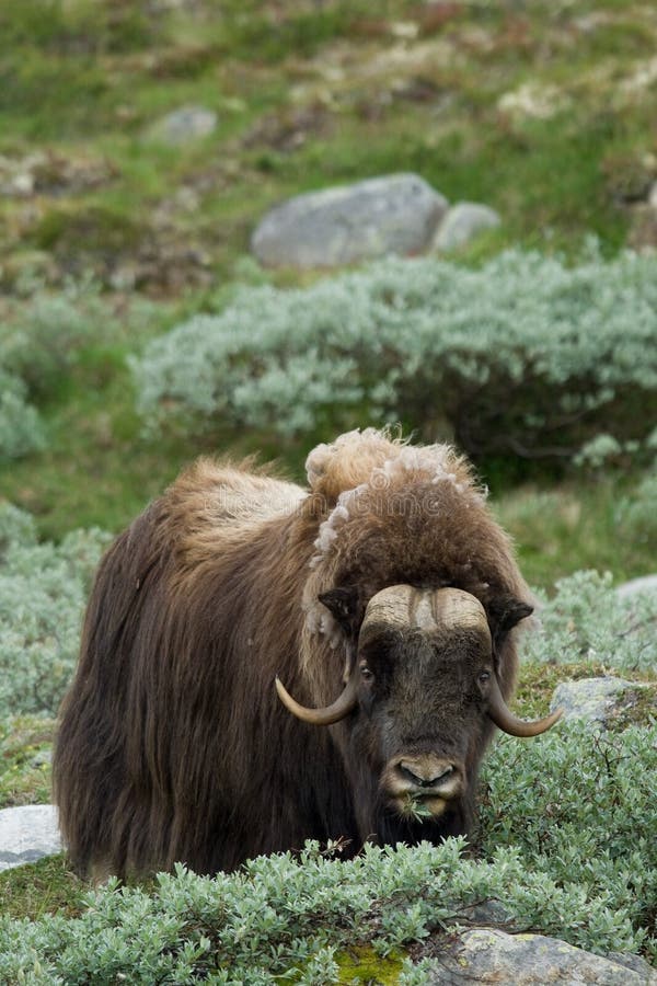 Gray Wolf stock image. Image of canine, white, hunt, wolf - 5044071