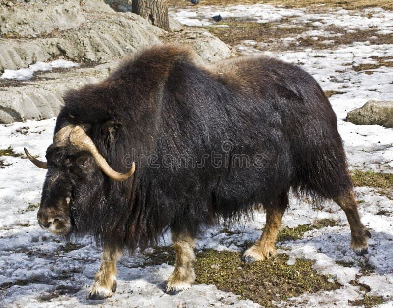 Musk-ox stock image. Image of nature, fauna, moscow, mammal - 16016197