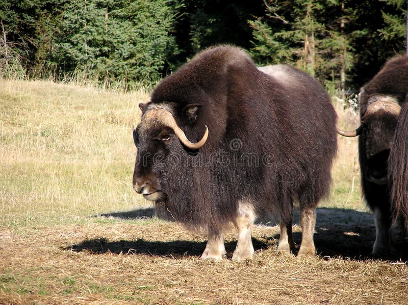 Giant musk ox stock image. Image of mammal, angry, outdoors - 12152303