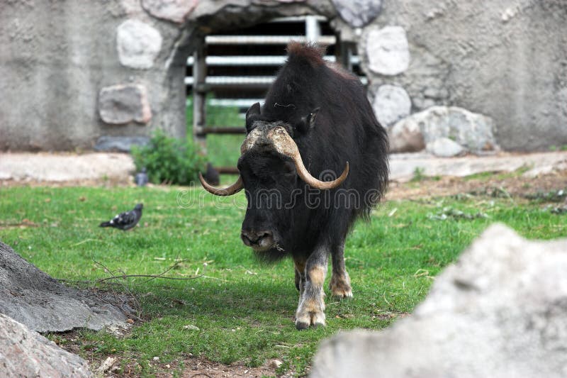 Musk-ox stock photo. Image of bovidae, mammalia, arctic - 2310462