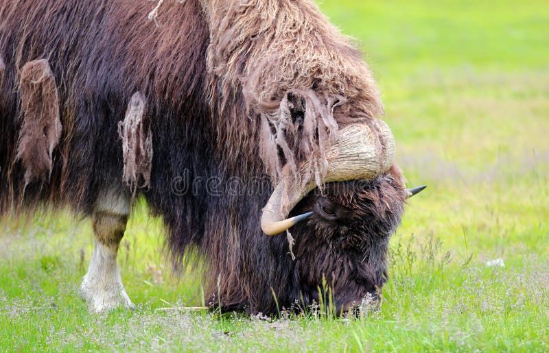 Giant musk ox stock image. Image of mammal, angry, outdoors - 12152303