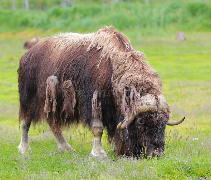 Giant musk ox stock image. Image of mammal, angry, outdoors - 12152303