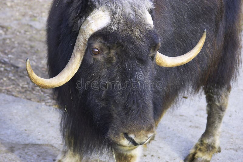 Giant musk ox stock image. Image of mammal, angry, outdoors - 12152303