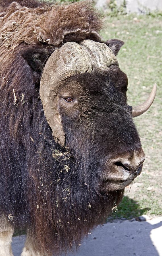 Musk-ox 5 stock photo. Image of fauna, creature, portrait - 11300288