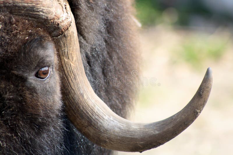 Muzzle Musk Ox Stock Photos - Free & Royalty-Free Stock Photos from ...