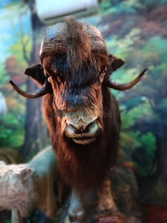 Musk Ox Close Up stock image. Image of goat, elephant - 269223583