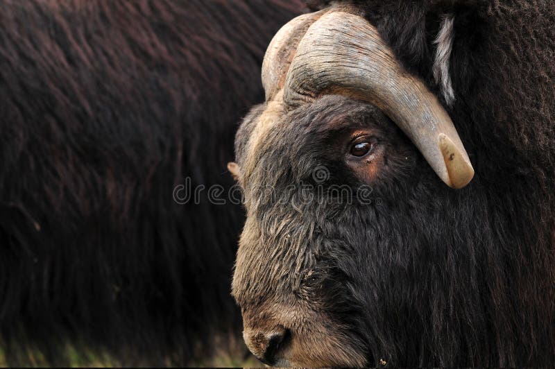 Giant musk ox stock image. Image of mammal, angry, outdoors - 12152303