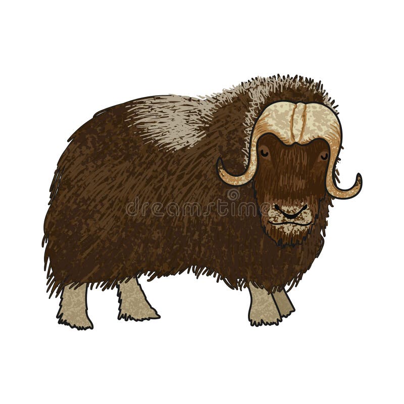Musk Ox Colorful Illustration Stock Vector - Illustration of animal ...