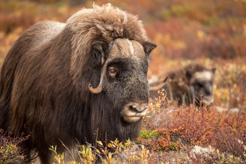 Musk Ox Walking In Snow During Cold Winter Stock Photo - Image of beast ...