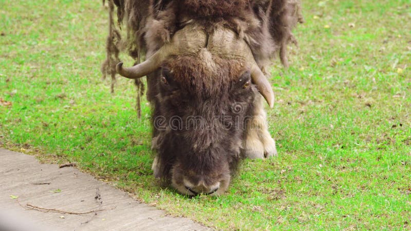 Musk Ox Eating Grass in the Zoo Aviary Stock Video - Video of bull ...