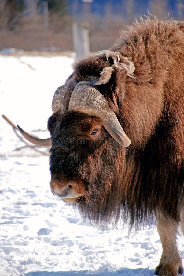 Musk Ox Face Vertical stock image. Image of ovibos, break - 57713461