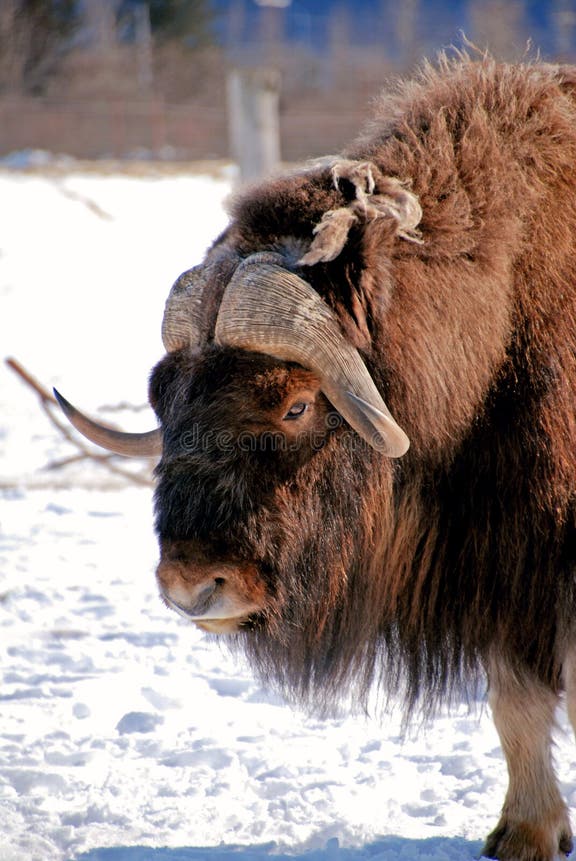 Musk Ox Face Vertical stock image. Image of ovibos, break - 57713461