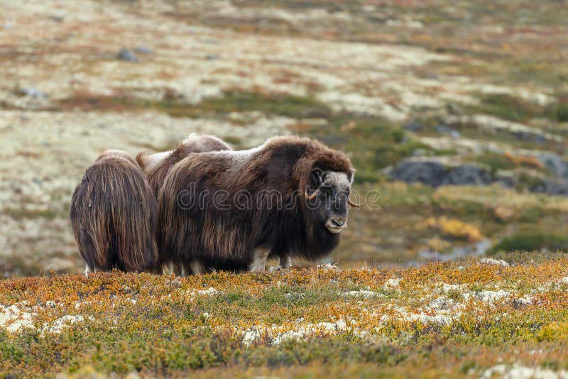 Musk-ox in a Fall Colored Setting at Dovrefjell Norway. Stock Image ...