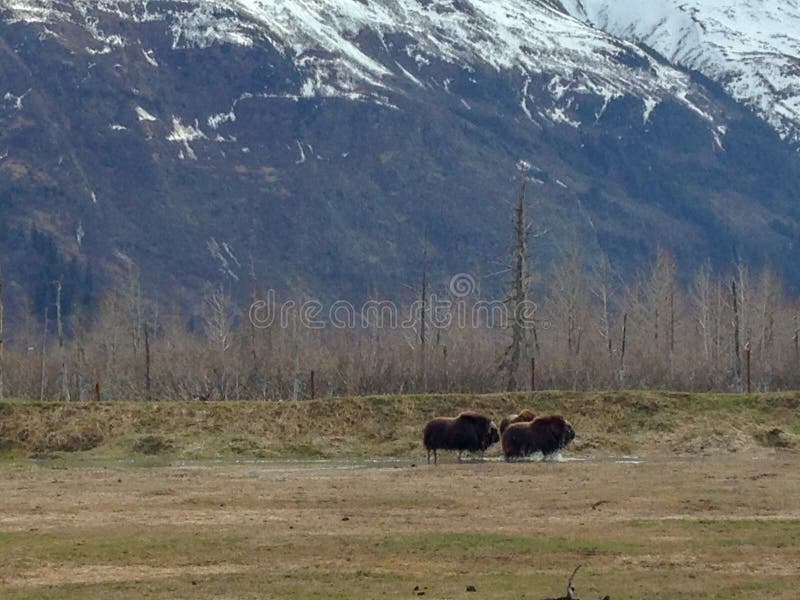 Musk Ox in a Field stock image. Image of wild, daylight - 127159675
