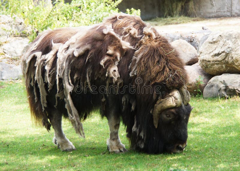 Ox Hoof Close Up Stock Photos - Free & Royalty-Free Stock Photos from ...
