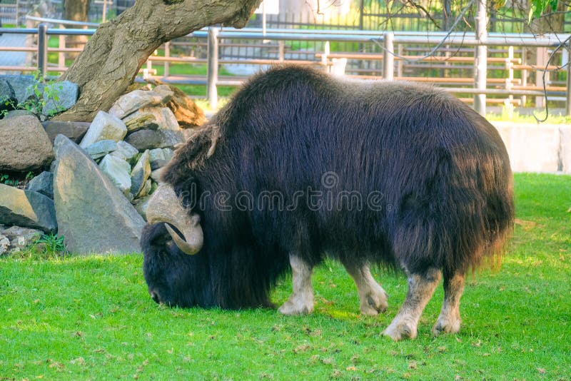 Musk Ox Grazing in a Paddock Stock Photo - Image of grazing, side ...