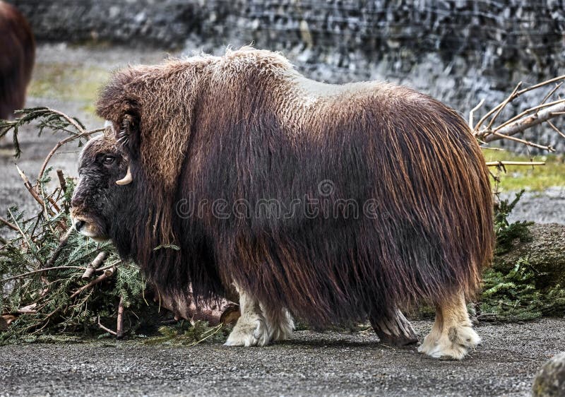 Musk-ox 3 stock image. Image of hoof, nice, ruminant, animal - 8754391