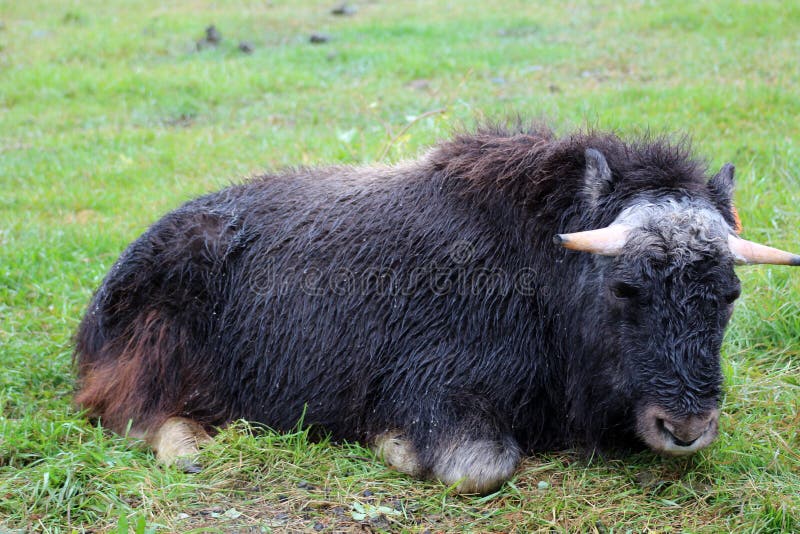 Musk Ox Lying in a Meadow, Alaska Stock Image - Image of head, black ...