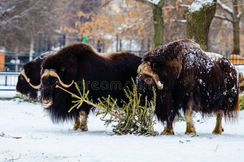 Musk Ox in Moscow Zoo, the Animal Eats Green Grass Stock Image - Image ...