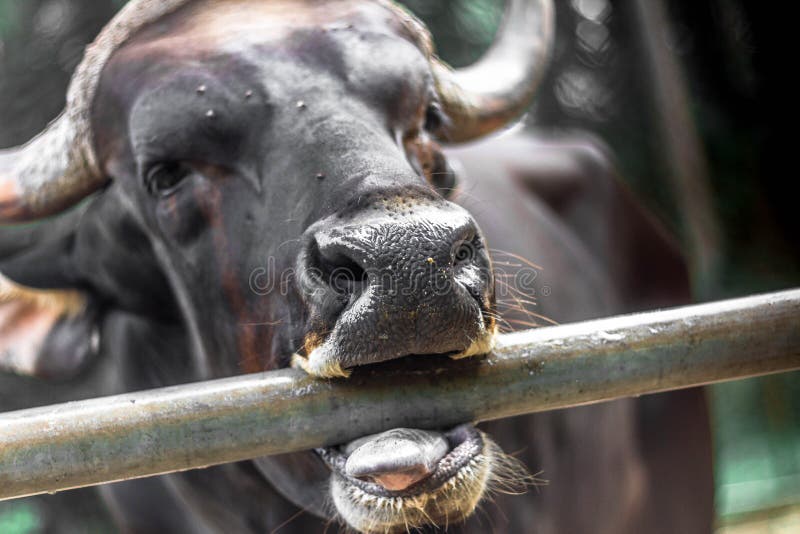 Musk Ox stock image. Image of hoof, hoofed, northern - 96365519