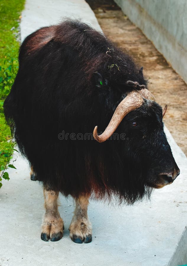 Musk-ox stock image. Image of nature, hair, portrait - 49464165