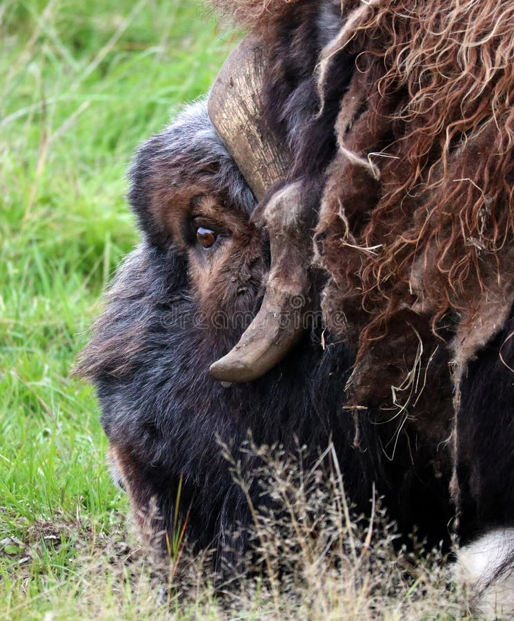 Musk Ox in Profile Close-up Stock Photo - Image of giant, norway: 236681270