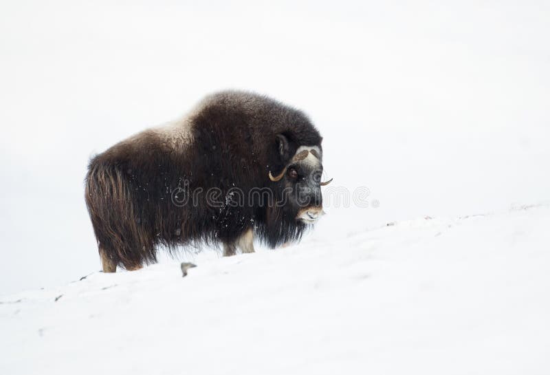 Musk Ox in the Snow in Winter Stock Image - Image of arctic, norway ...