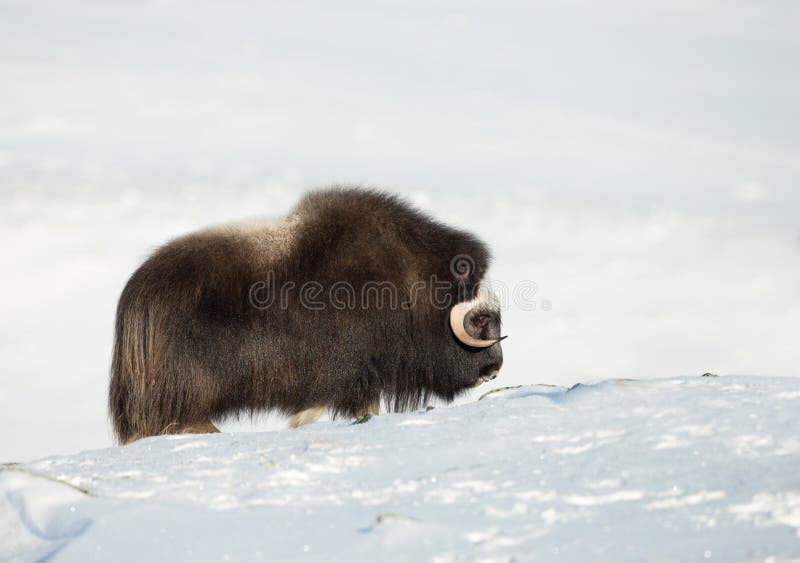 Musk Ox in the Snow, Winter in Norway Stock Photo - Image of park ...