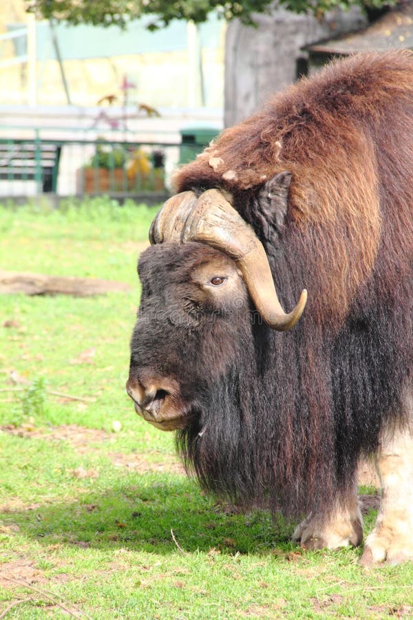 Giant musk ox stock image. Image of mammal, angry, outdoors - 12152303