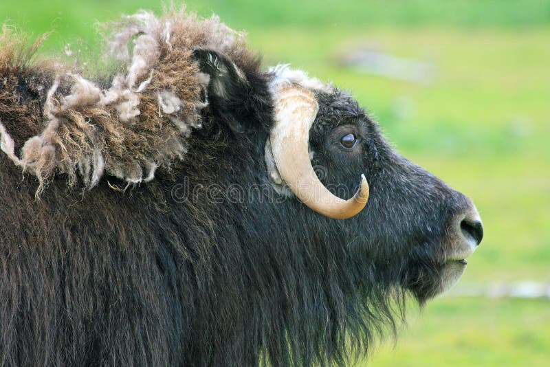 Giant musk ox stock image. Image of mammal, angry, outdoors - 12152303