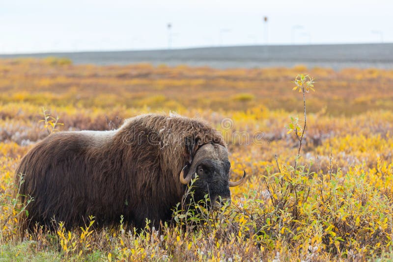 Musk ox stock image. Image of cold, autumn, powerful - 256649659 Musk ox stock image. Image of cold, autumn, powerful - 256649659