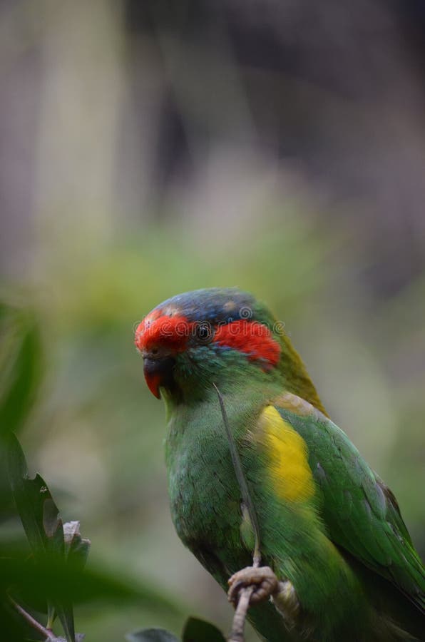 Musk parrot stock photo. Image of parrot, colors, bird - 22280672
