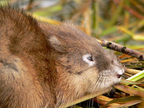 Musk-rat stock image. Image of beauty, tranquil, vertebrate - 12852205