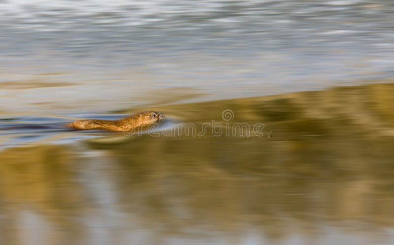 Musk Rat on Northern River stock image. Image of spring - 23680337