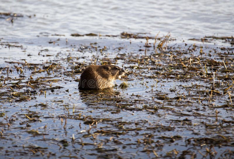 Musk Rat in Pond stock image. Image of wildlife, nature - 62419255