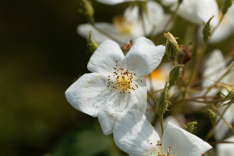 Musk rose Rosa moschata stock photo. Image of botanical - 97568046