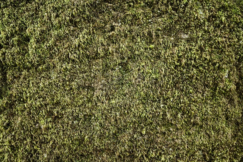 Musk stock image. Image of vegetable, fresh, nature, moisture - 47703499