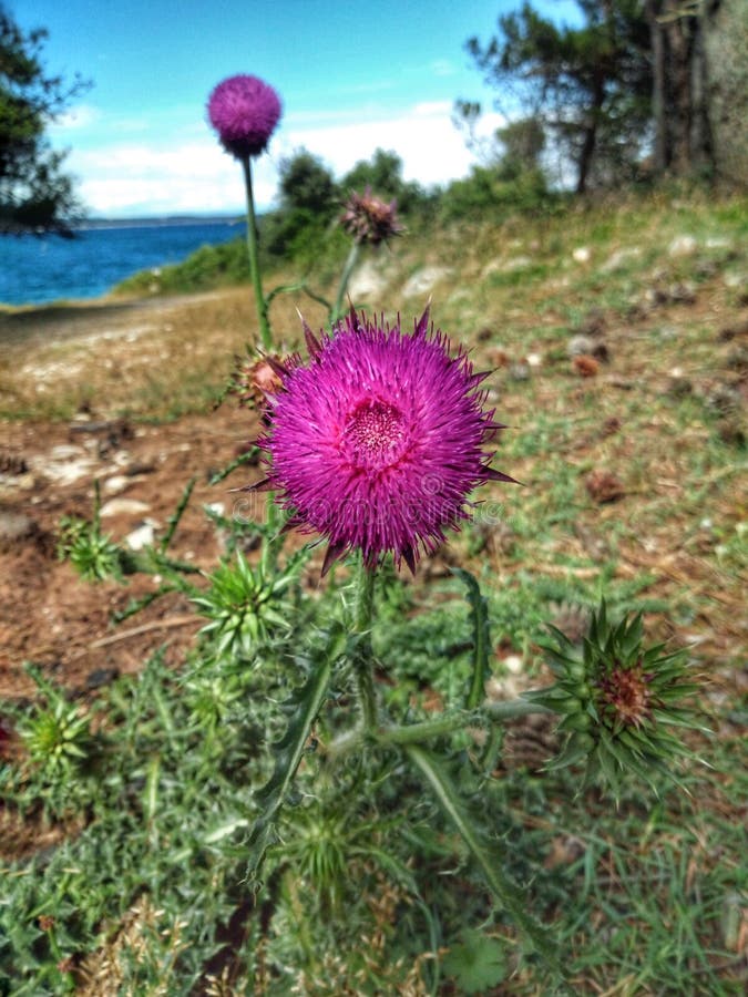 Musk thistle close up stock image. Image of flower, blooming - 171116109