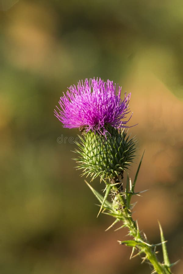 A Musk Thistle Growing in a Farm Field. Stock Image - Image of noxious ...