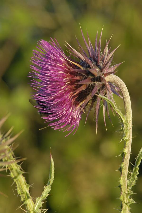 Musk Thistle stock image. Image of compositae, thistle - 185921079