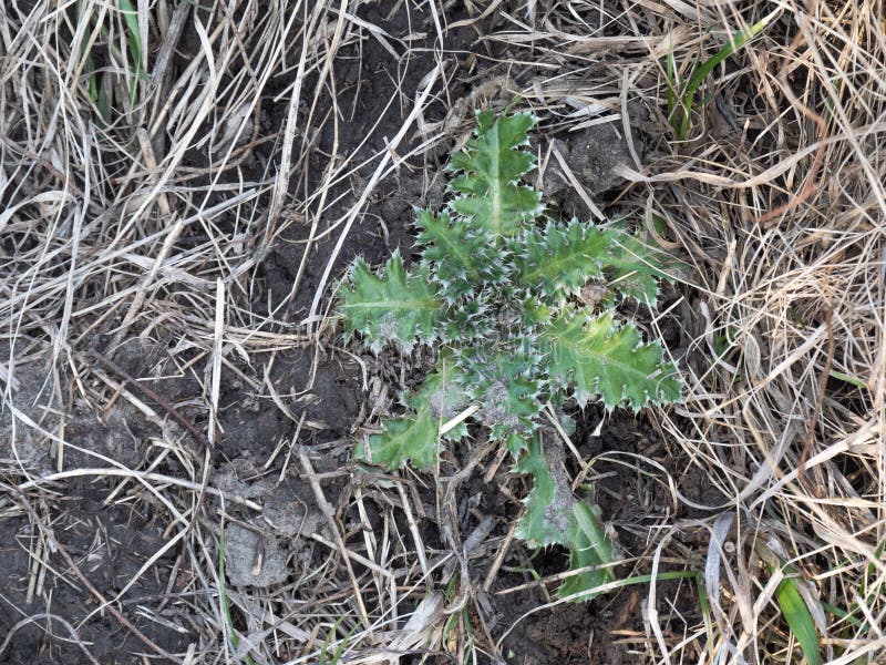Musk Thistle in Rosette Stage Stock Photo - Image of year, stage: 147071000