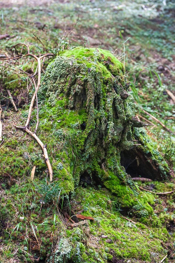 Green musk plant stock photo. Image of foliage, details - 27138622