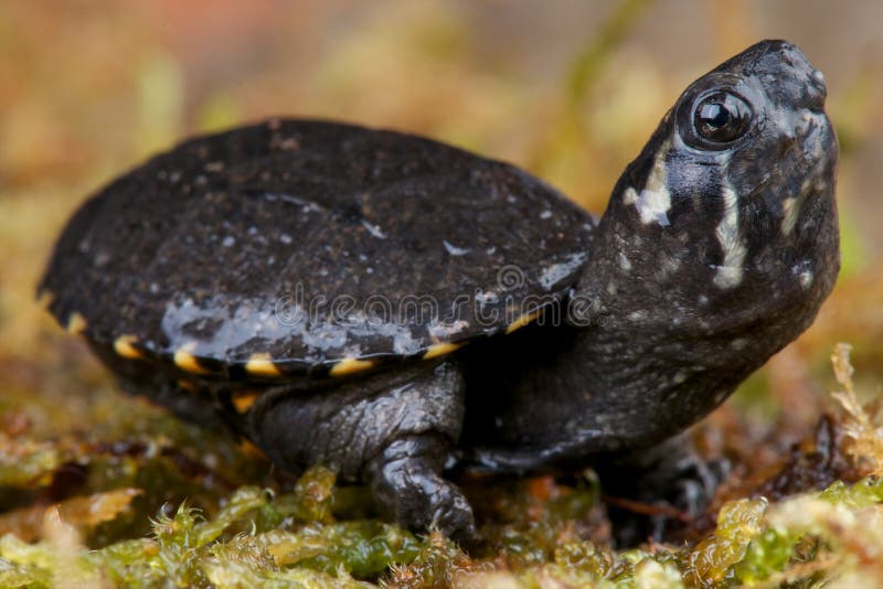 Musk turtle stock image. Image of wildlife, walking, carnivore - 15863903