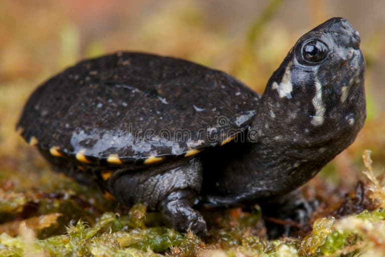 Musk turtle stock image. Image of wildlife, walking, carnivore - 15863903