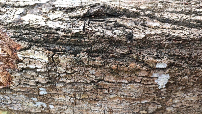 Musk wood stock image. Image of abstrack, nature, musk - 336039435